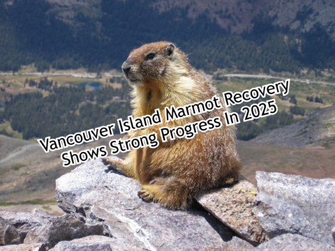 Vancouver Island Marmot Recovery Shows Strong Progress In 2025 | Go Sayward